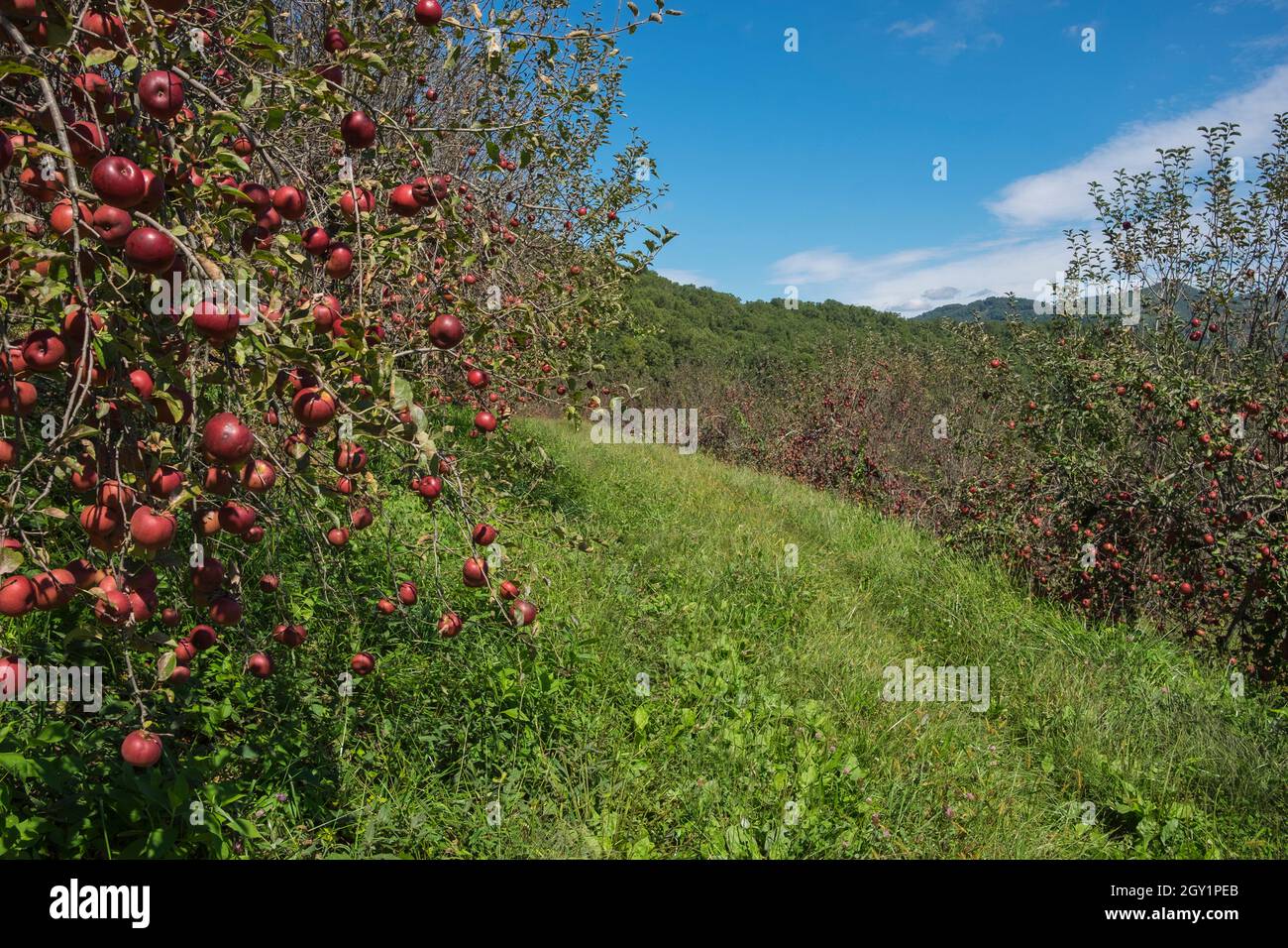 Altapass Apple Orchard in the Blue Ridge Mountains of North Carolina ...
