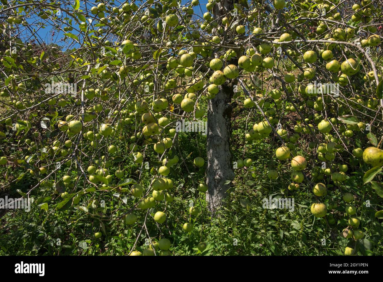 Altapass Apple Orchard in the Blue Ridge Mountains of North Carolina ...
