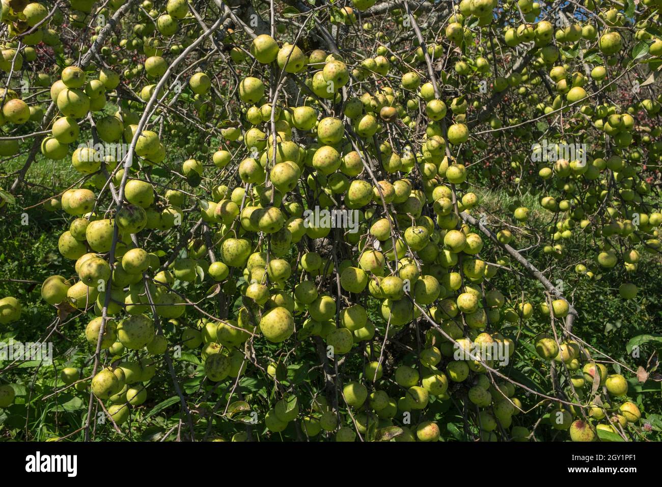 Altapass Apple Orchard in the Blue Ridge Mountains of North Carolina ...