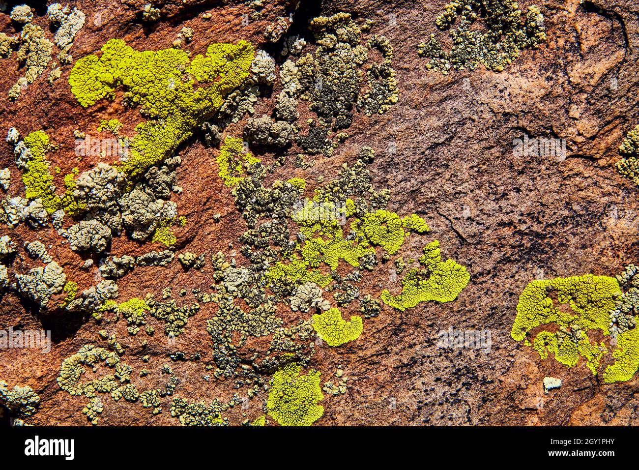 Texture of rock with moss and lichen Stock Photo - Alamy