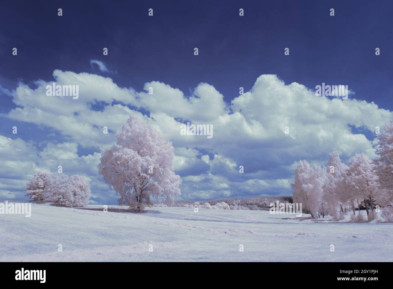 Infrared landscape with glowing white vegetation using 720nm filter ...