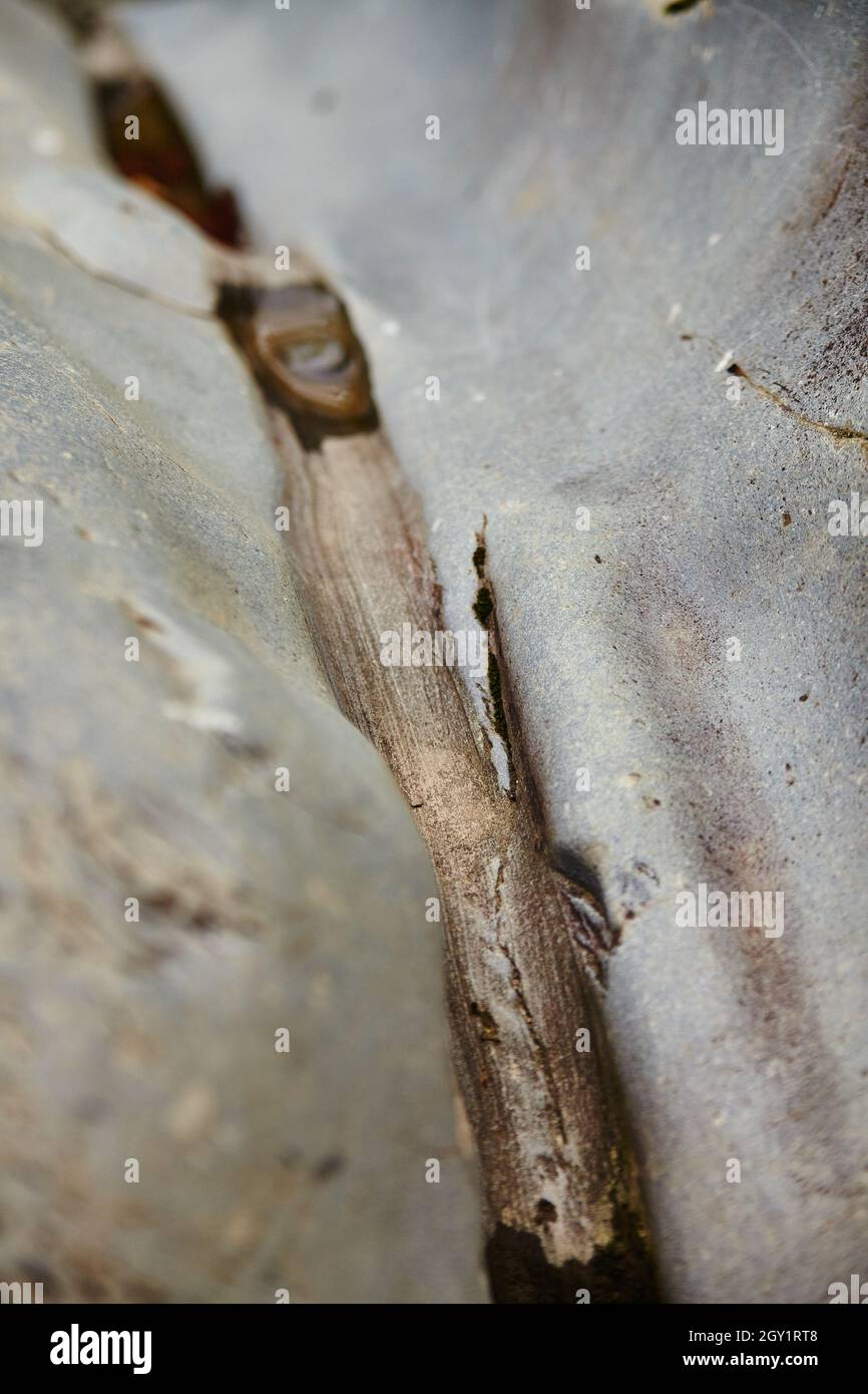 Stick stuck between two smooth gray rocks Stock Photo - Alamy
