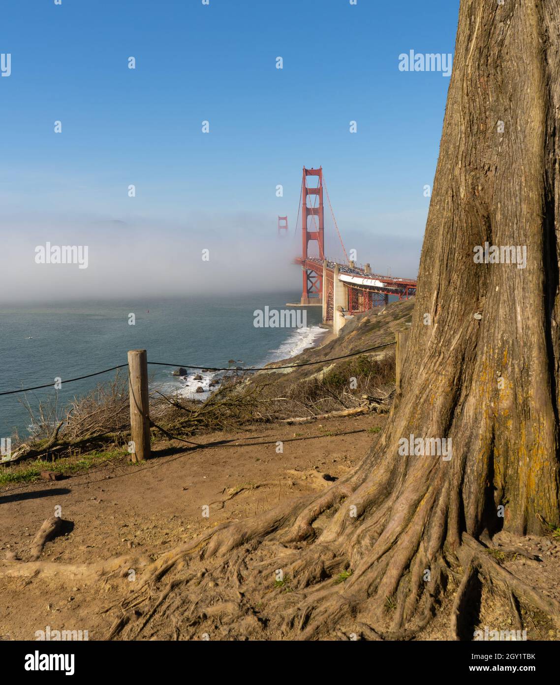view of Golden Gate brige and Cypress trees from Battery Godfrey ...