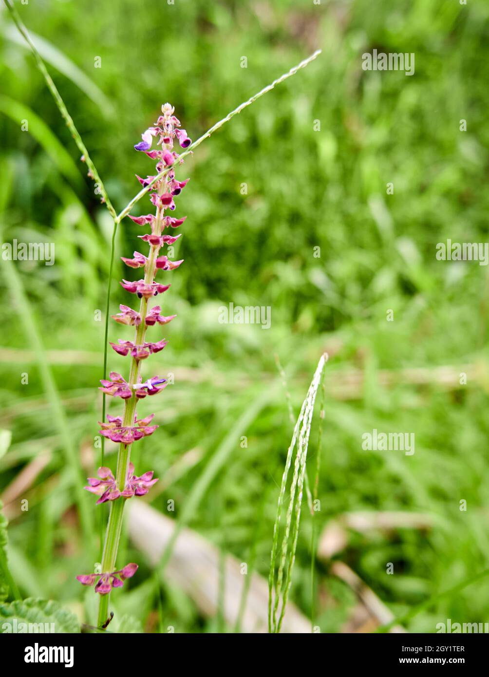 Beautiful wild plant Ocimum tenuiflorum. beautiful wild growing in the ...