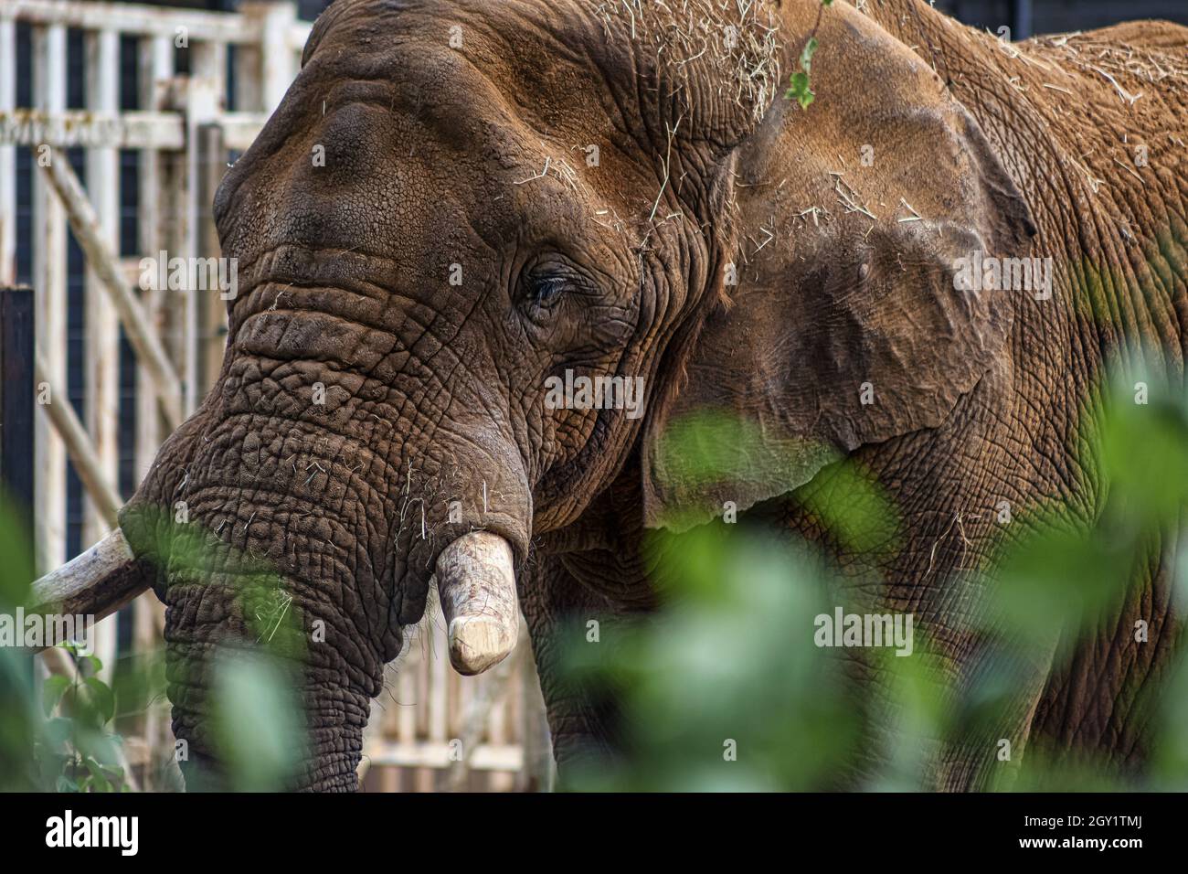 Elephant at Colchester Zoo Stock Photo - Alamy
