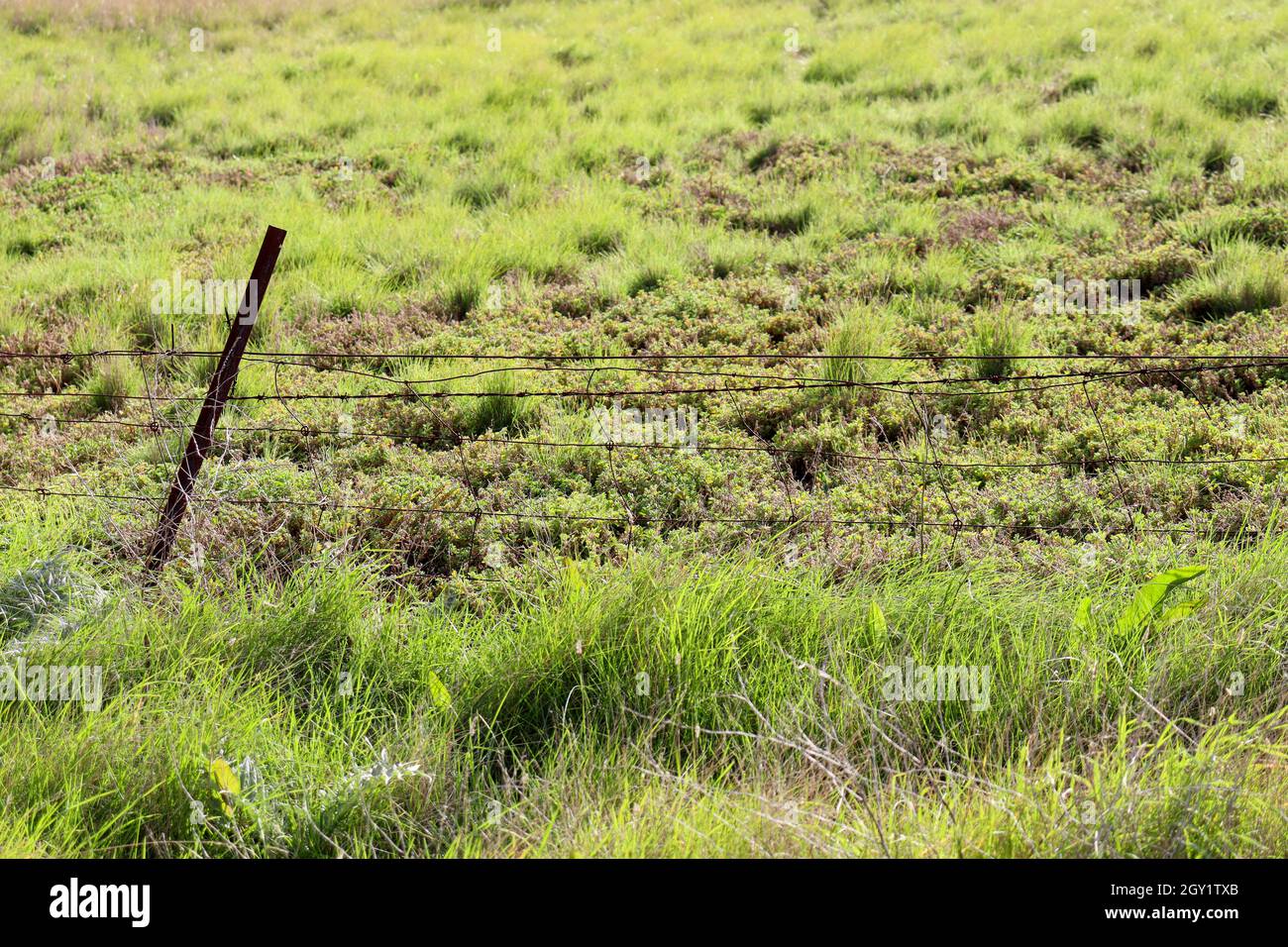 Field of green grass with barbed wires Stock Photo - Alamy