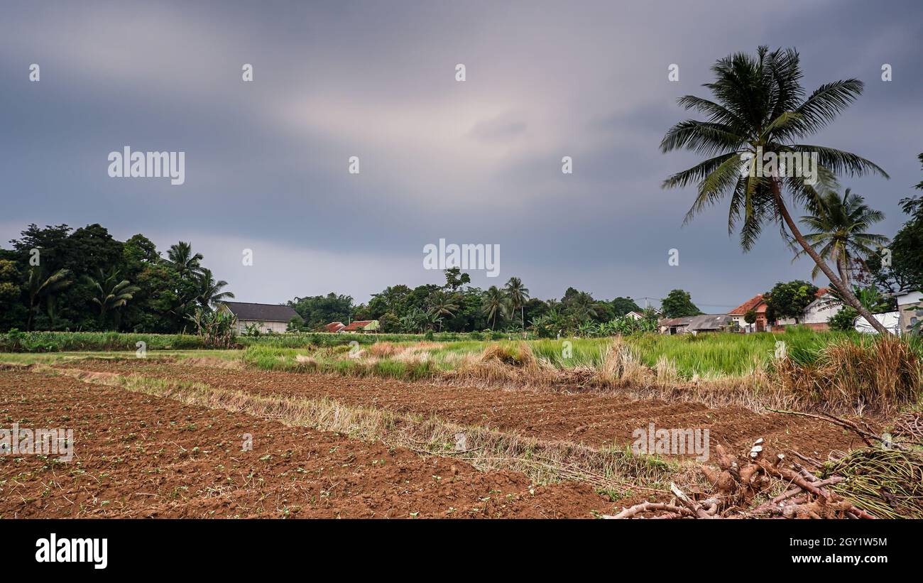 Garden view with beautiful coconut trees. New garden planted Stock ...