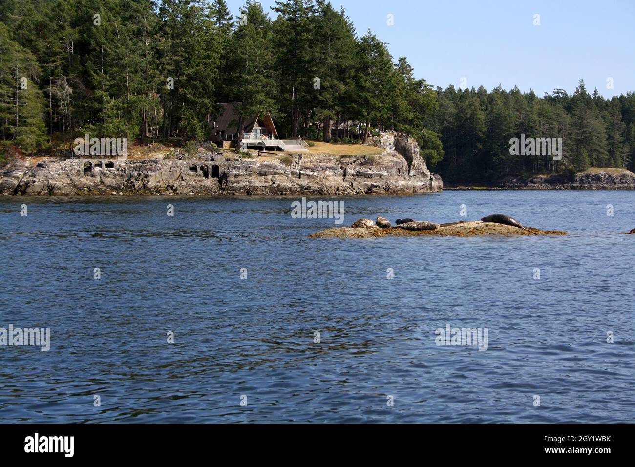 view of coast with a fir forest background in the Sunshine coast of ...