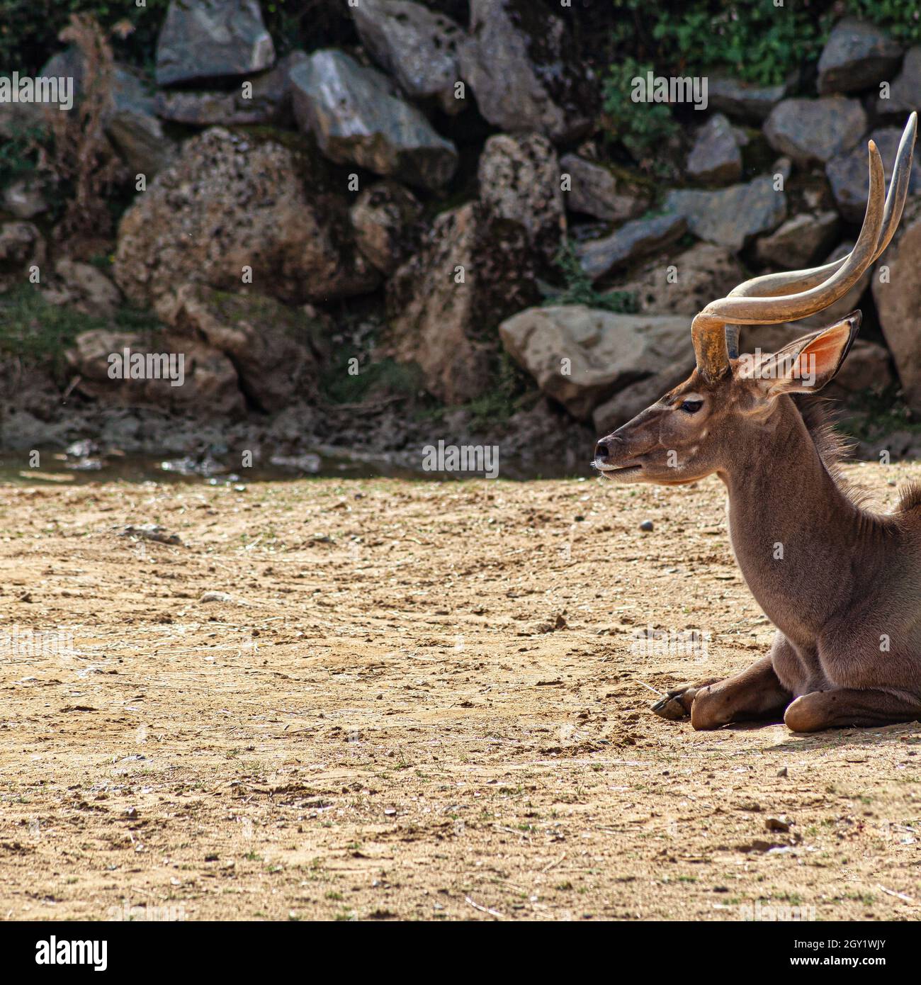 Antelope at Colchester Zoo Stock Photo - Alamy