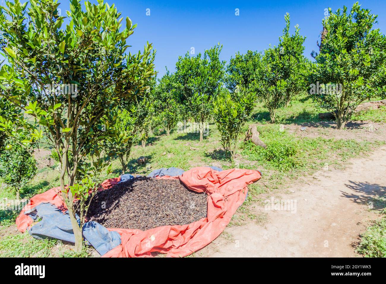 Myanmar tea plantation hi-res stock photography and images - Alamy
