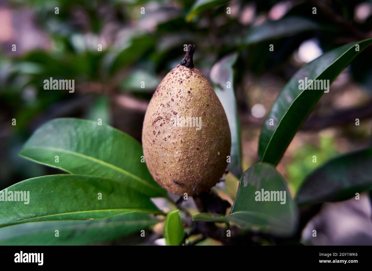 Growing sapodilla tree hi-res stock photography and images - Alamy