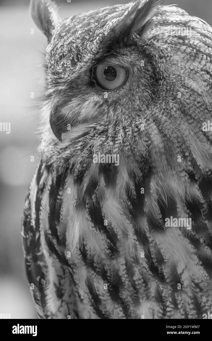 Vertical grayscale closeup of an owl shot from the side Stock Photo - Alamy