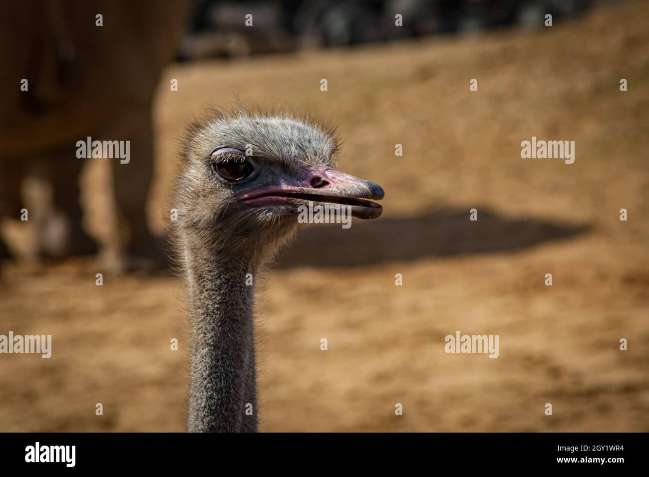 Ostrich at Colchester Zoo Stock Photo - Alamy