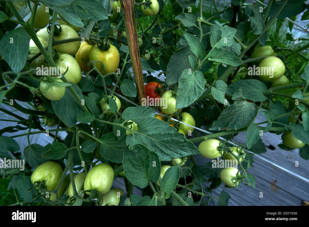 Harvesting growth hi-res stock photography and images - Alamy