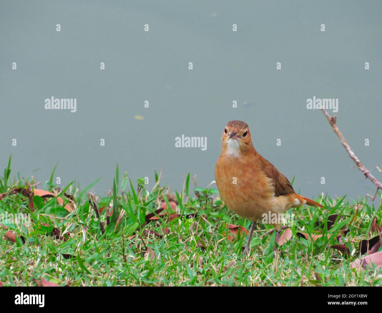bird known as Rufous Hornero (Furnarius rufus), standing at the edge of ...
