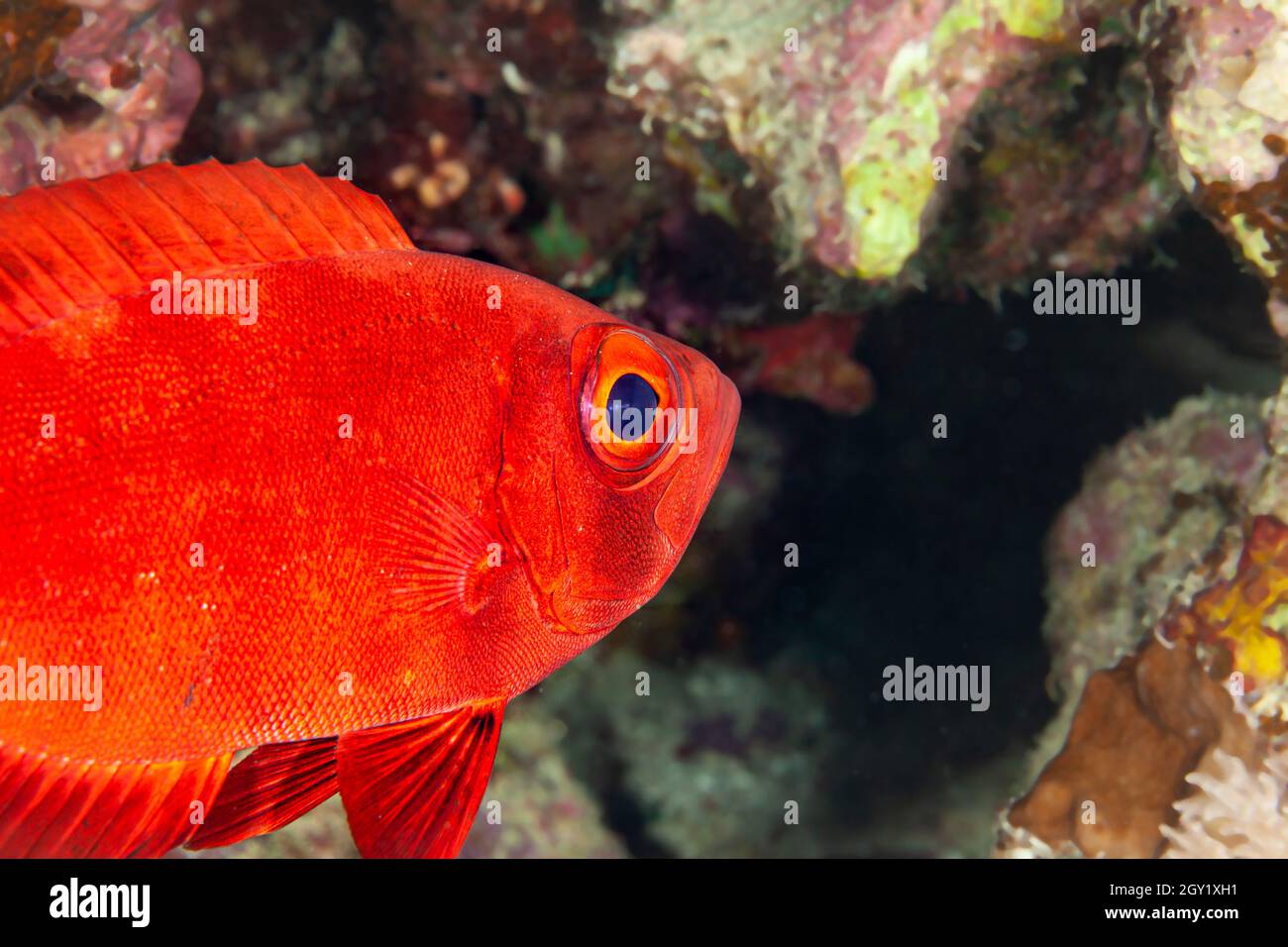 Fish of the Red sea. Blotchyey Soldierfish Stock Photo - Alamy