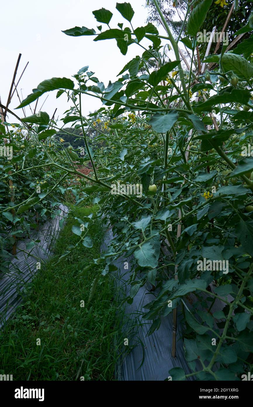 Tomato garden ready for harvest Stock Photo - Alamy