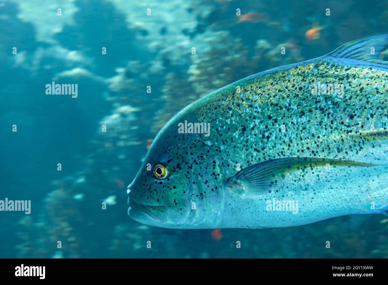 Fish of the Red sea. Black and white snapper Stock Photo - Alamy