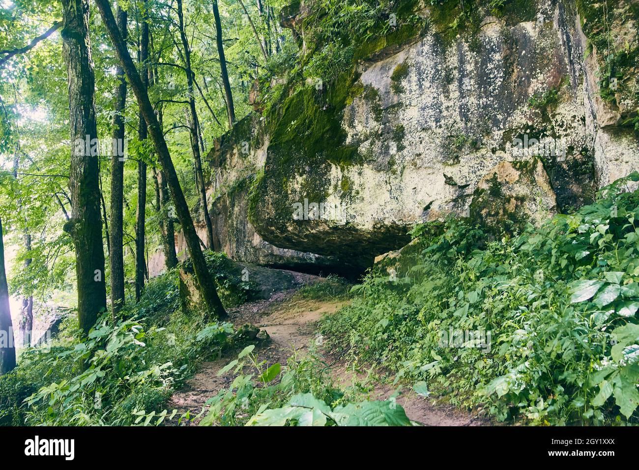 Boulders with moss and lichen with forest trail through green woods ...
