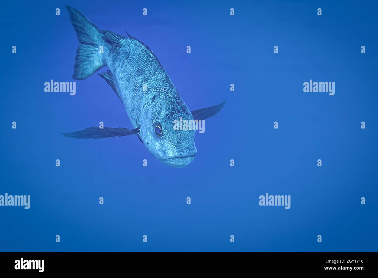 Fish of the Red sea. Black and white snapper Stock Photo - Alamy