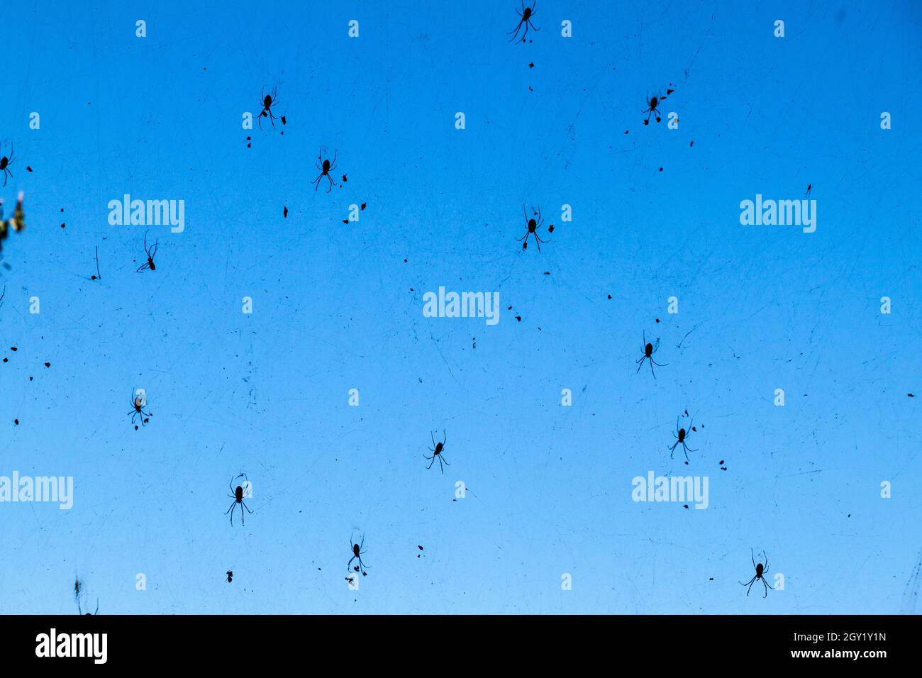 Giant spider web with many spiders in Myanmar Stock Photo - Alamy
