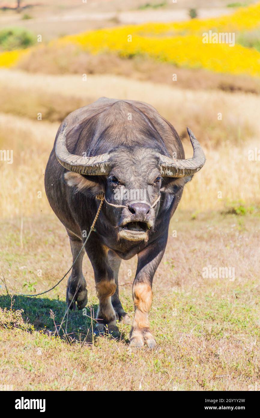 Buffalo in a field near Kalaw, Myanmar Stock Photo - Alamy