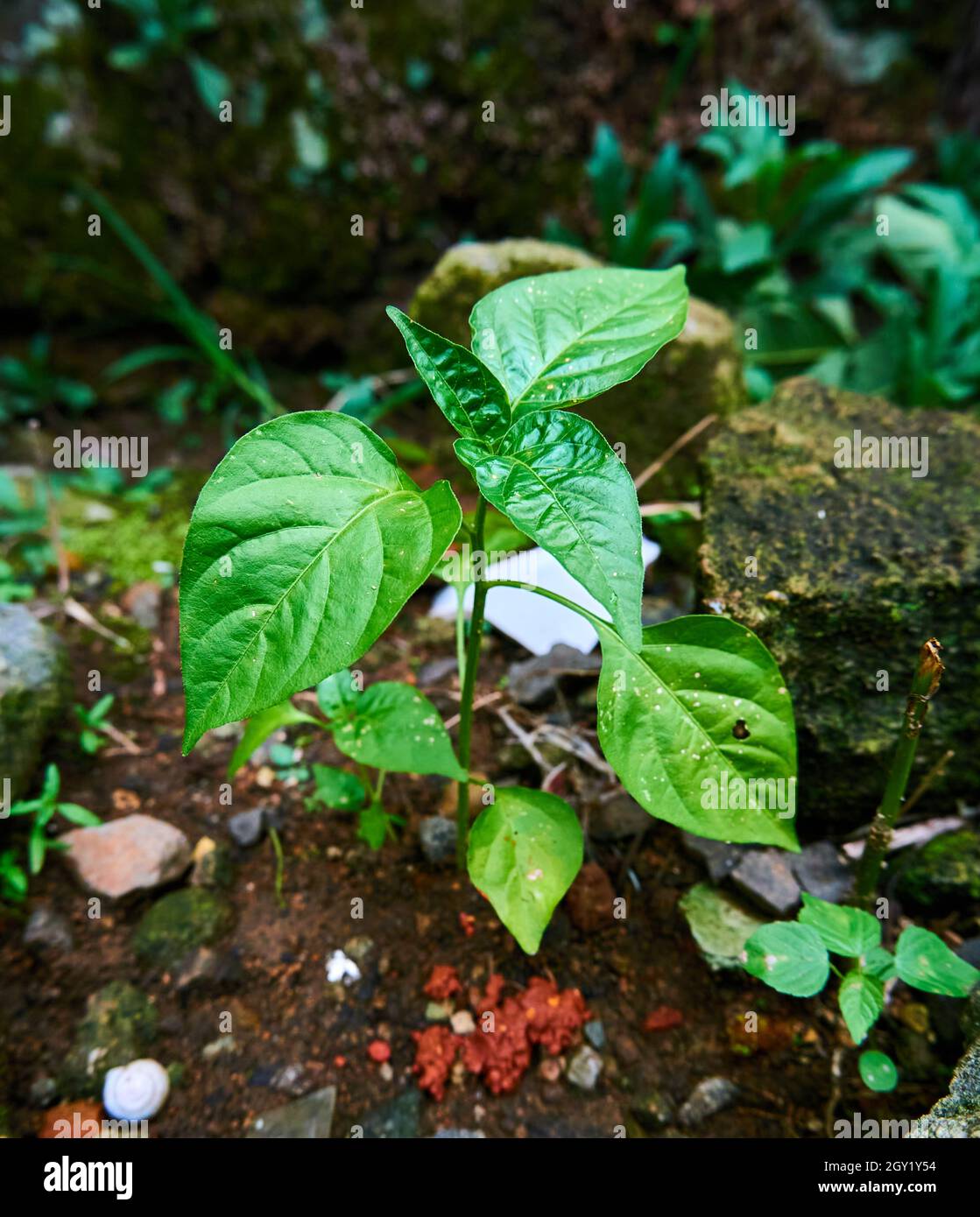 Tree root by house hi-res stock photography and images - Alamy