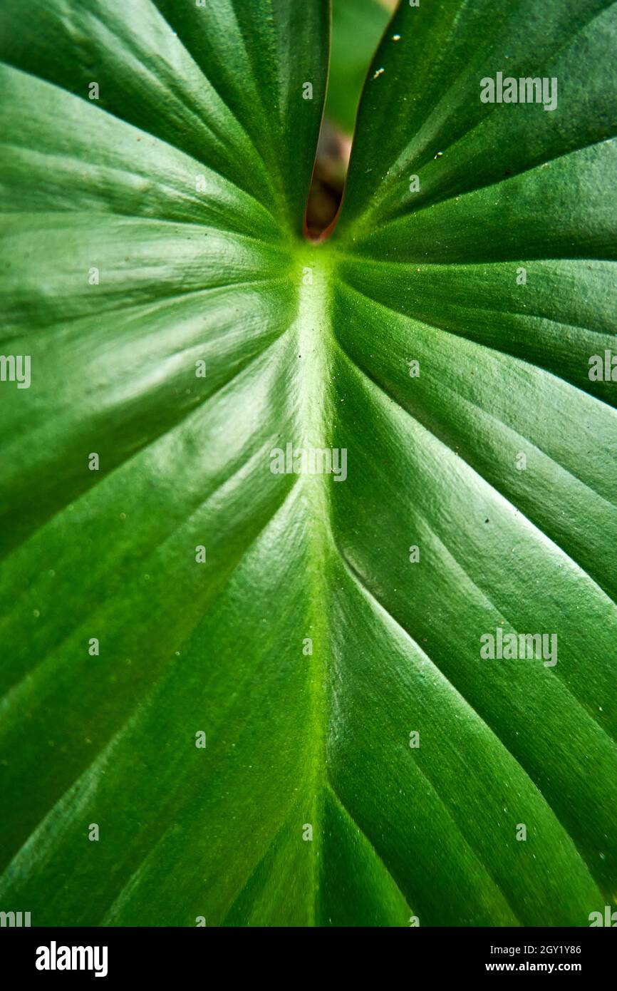 Green taro leaf background or texture Stock Photo - Alamy