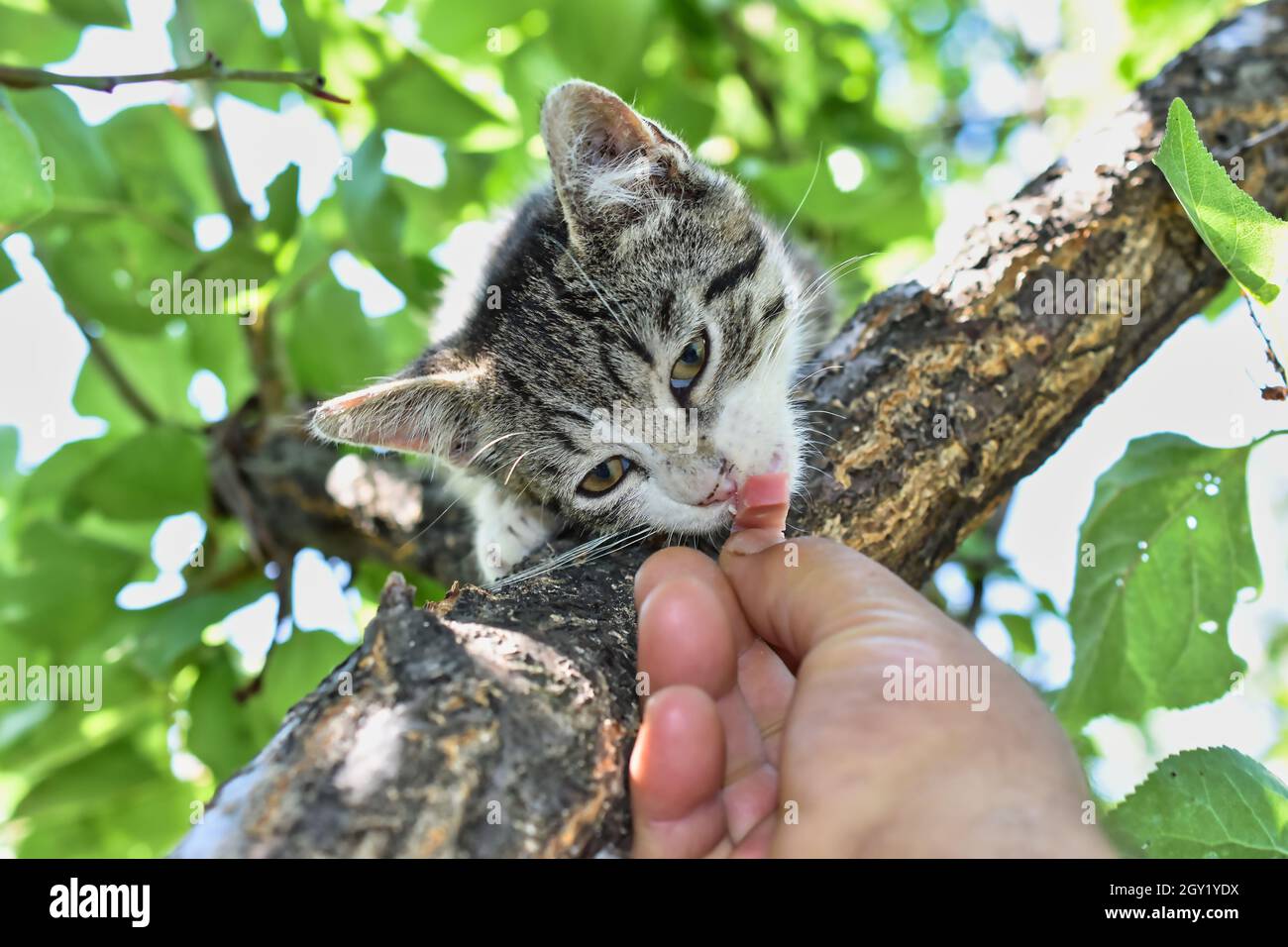 little kitten eating food and top of tree branch Stock Photo - Alamy