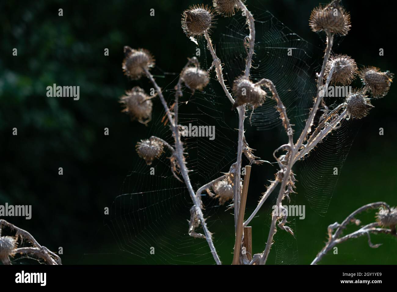 Dead thistle heads hi-res stock photography and images - Alamy