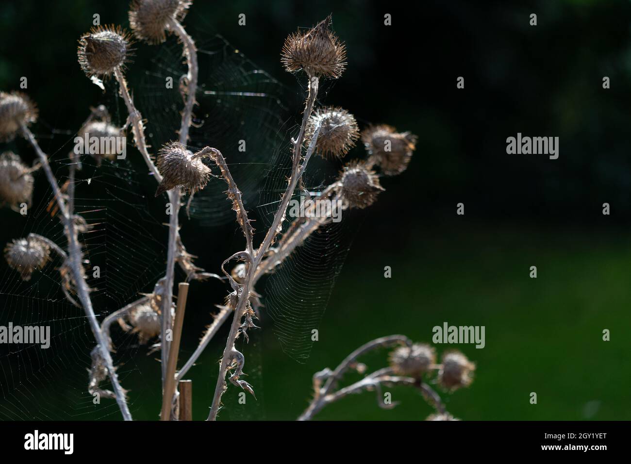 dead head thistle Stock Photo - Alamy