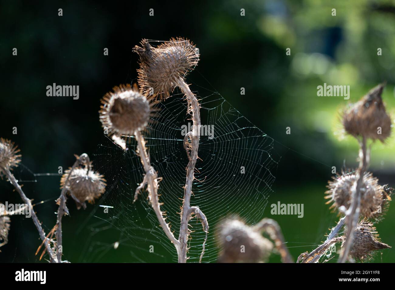 Dead thistle heads hi-res stock photography and images - Alamy