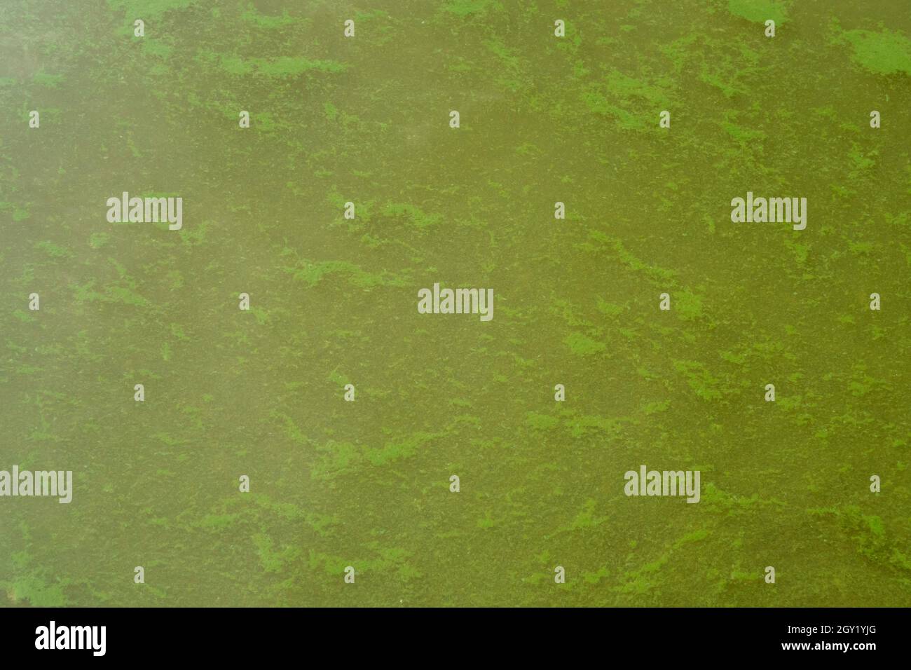 Green water algae bloom, background for design Stock Photo - Alamy