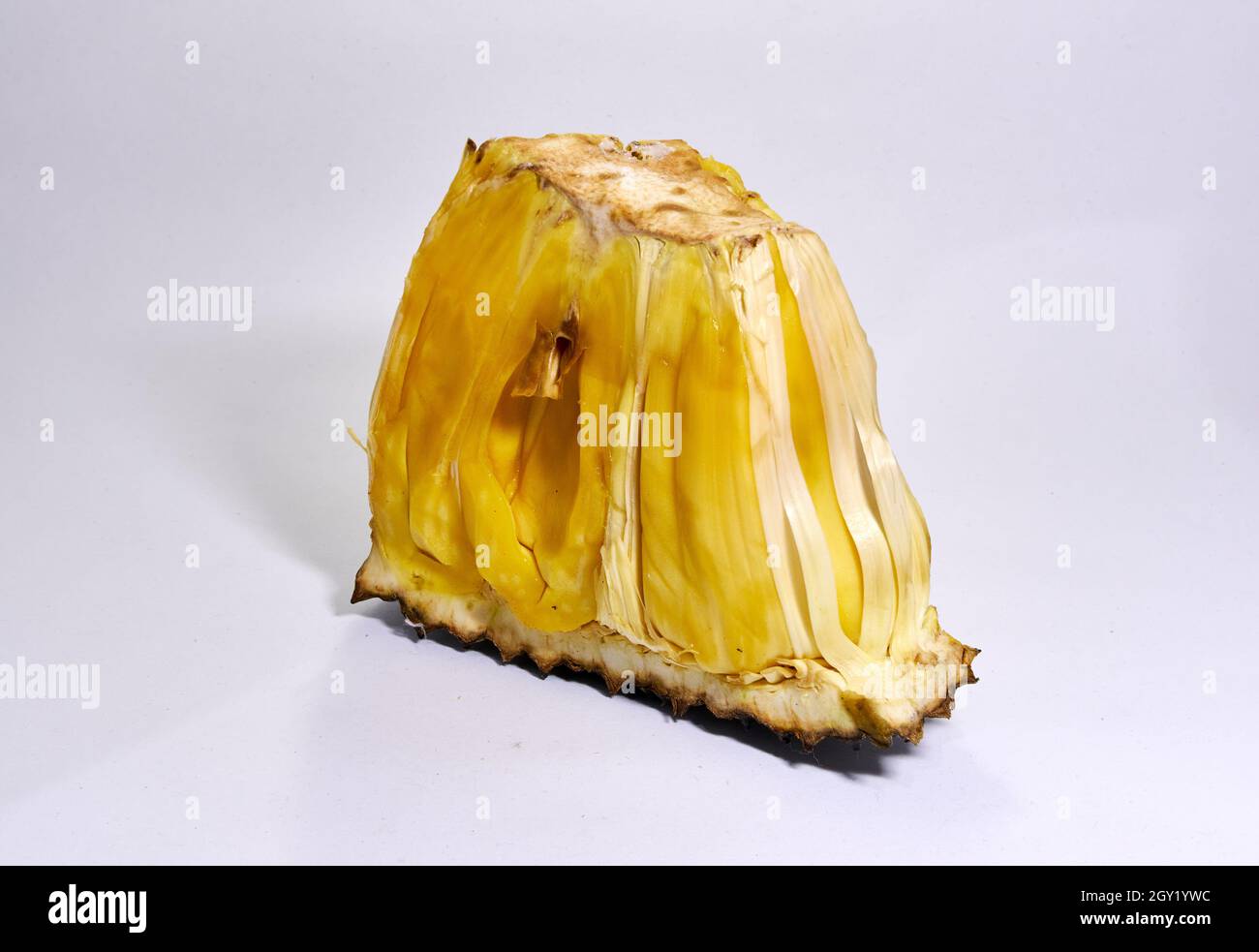 Close up of fresh jackfruit. Bunch of jackfruit on white background ...