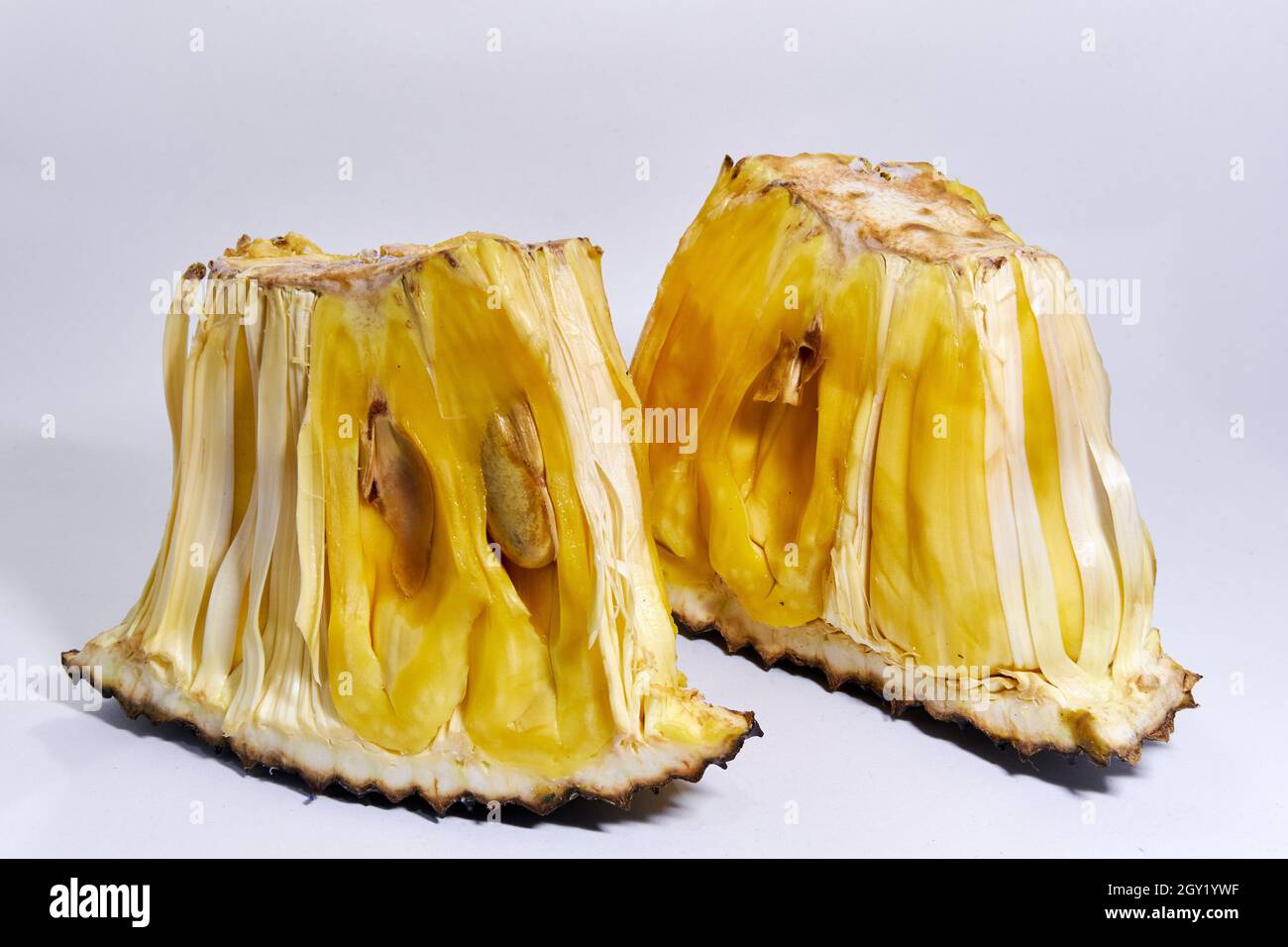 Close up of fresh jackfruit. Bunch of jackfruit on white background ...