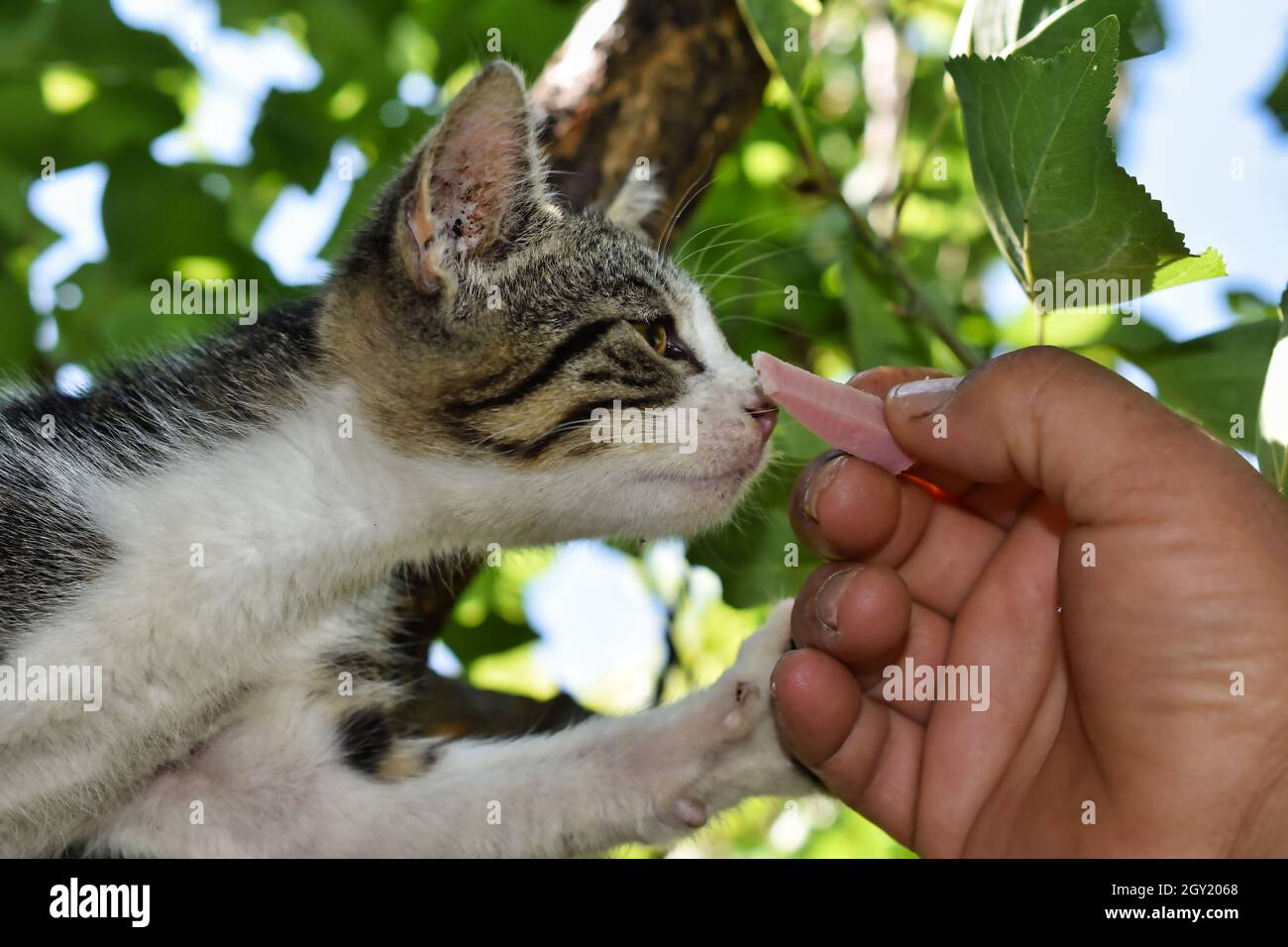 little kitten eating food and top of tree branch Stock Photo - Alamy