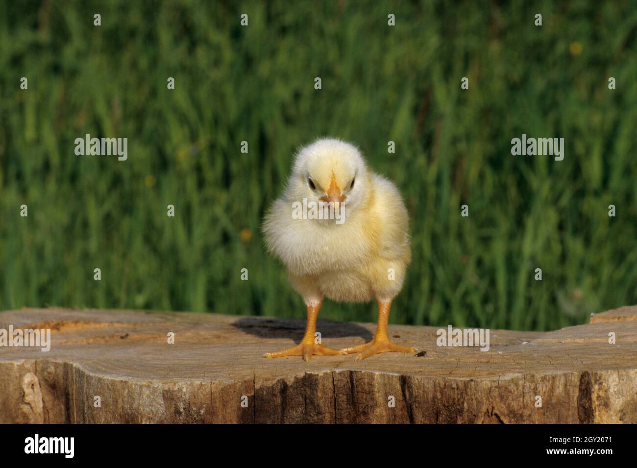 Baby chickens hi-res stock photography and images - Alamy