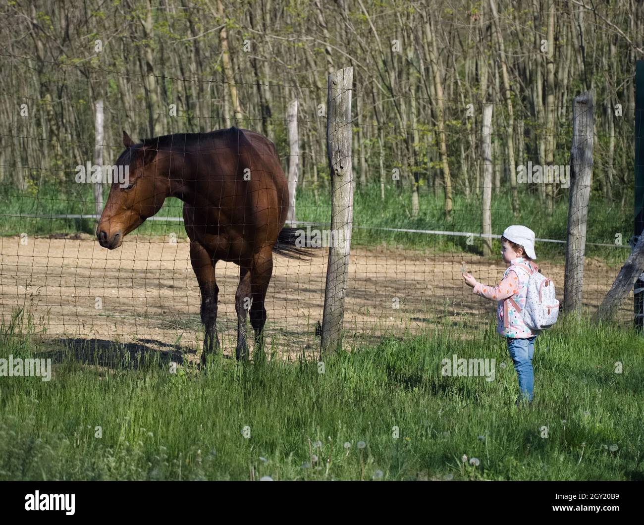 Little Girl Talking to Brown Horse through Fence Stock Photo - Alamy