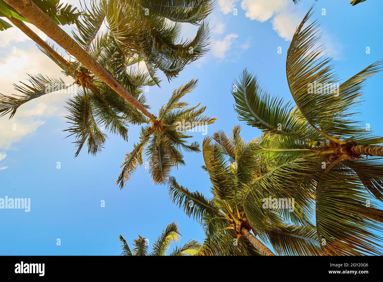 Looking up group palm trees hi-res stock photography and images - Alamy