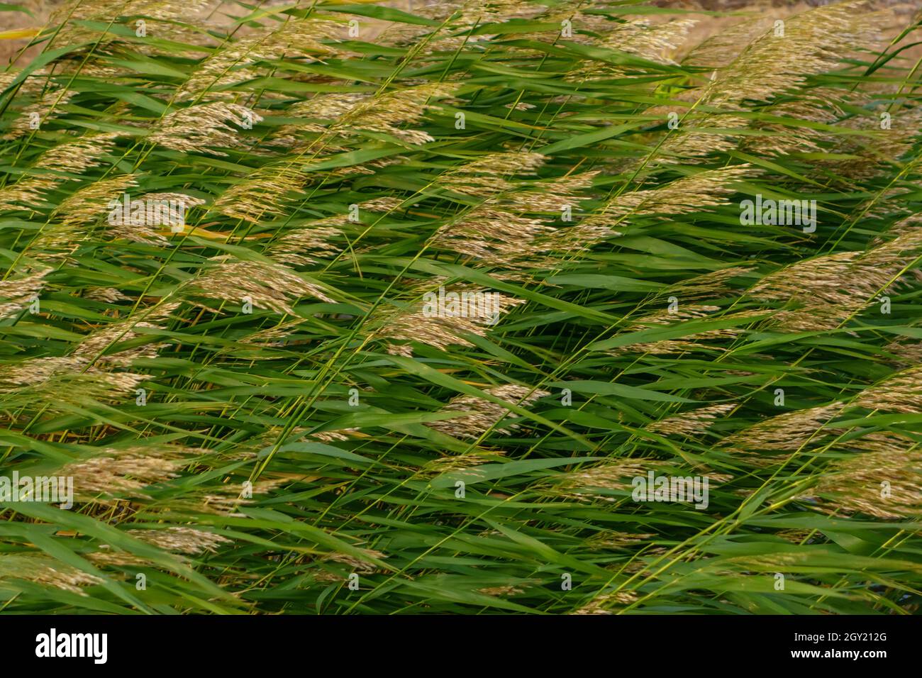 Green reeds in strong gusts of wind, beautiful dynamic natural ...