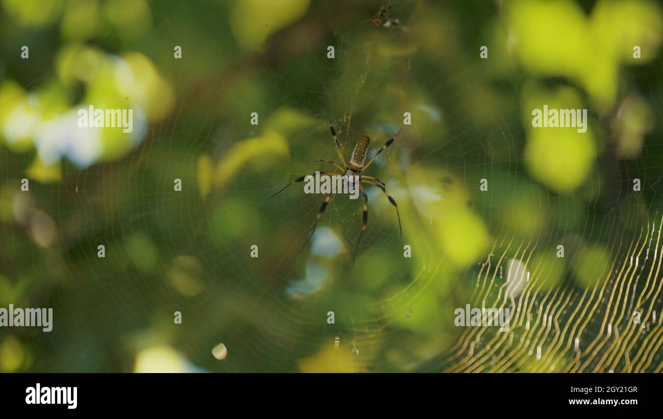 Closeup of a big spider on the cobweb against the blurry background ...