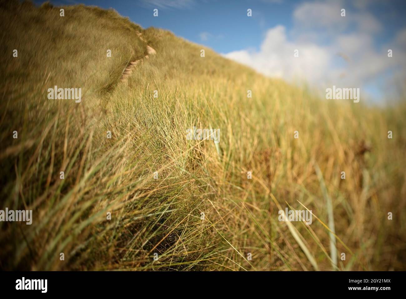 Marram grass blowing in the wind in sand dunes on the North Sea coast ...
