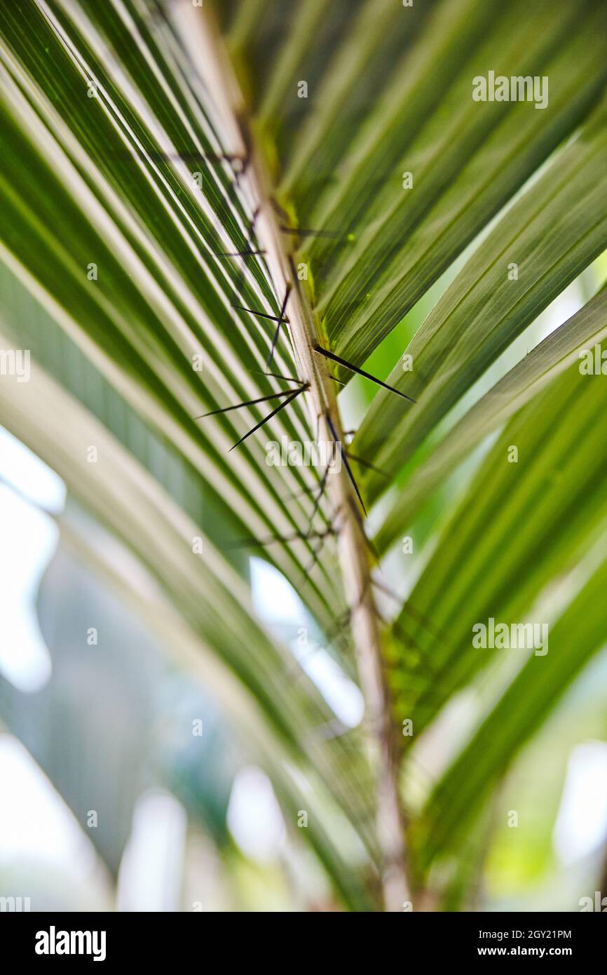 Backbone of a palm tree looking plant with spines on the underside how ...