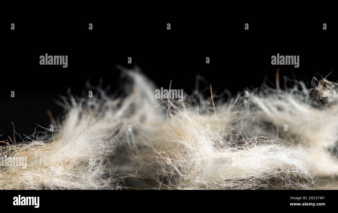 light dog hair on a black background. moult, grooming Stock Photo - Alamy