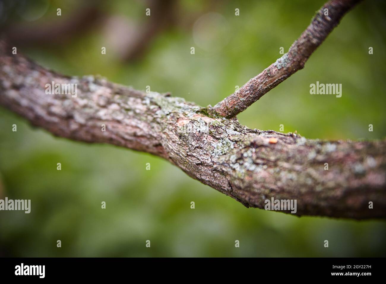 Close up of a brown twig against a green background Stock Photo - Alamy