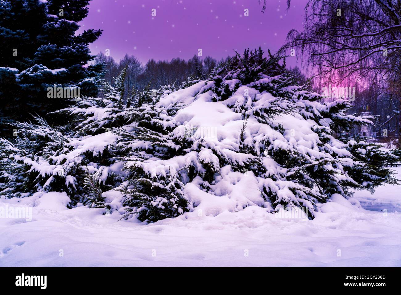 Snowy Trees At Night