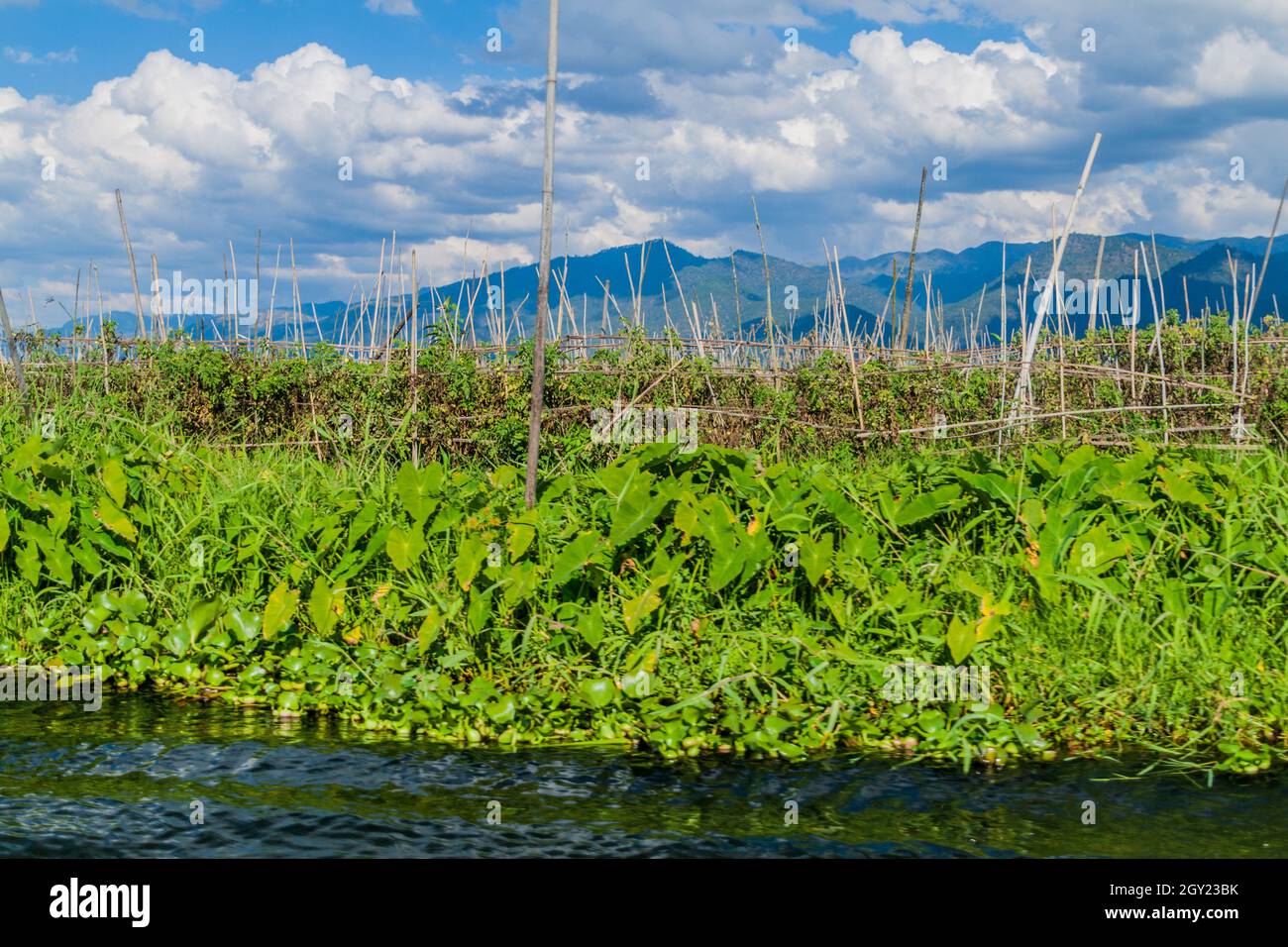 Floating gardens at Inle lake, Myanmar Stock Photo - Alamy