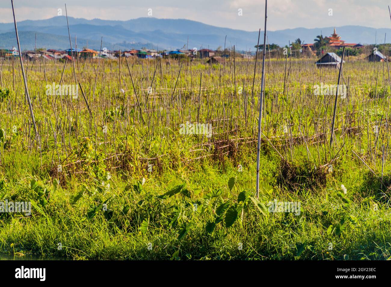 Floating gardens at Inle lake, Myanmar Stock Photo - Alamy