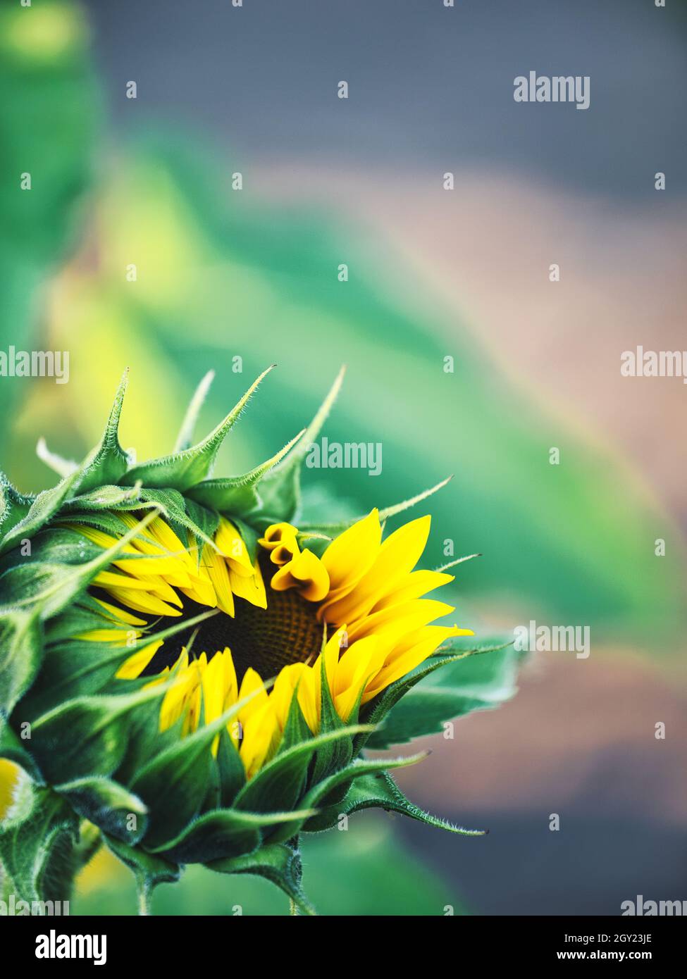 Emerging opening sunflower petals (Helianthus Annuus Stock Photo - Alamy