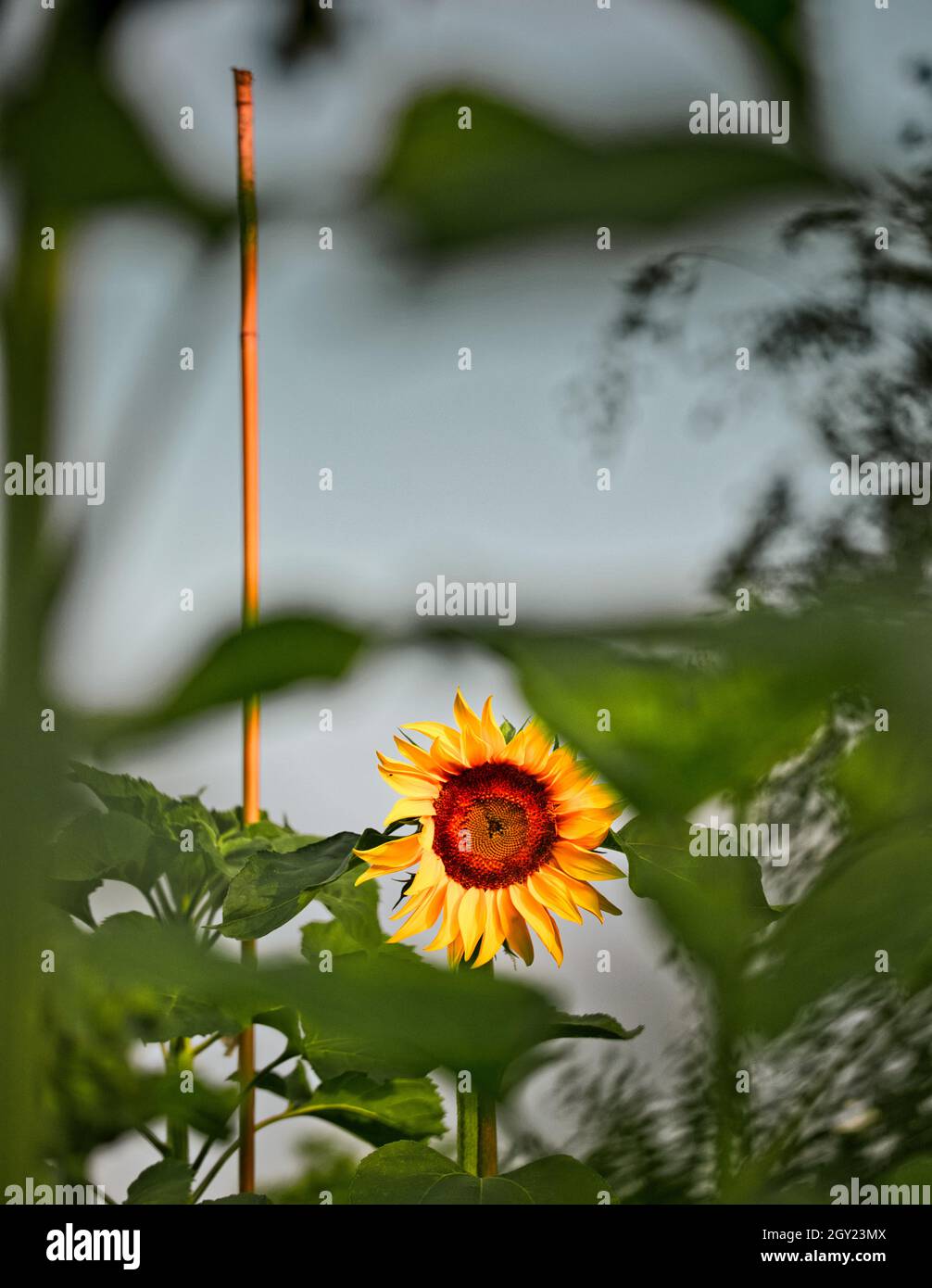 Sunflower plants (Helianthus Annuus) supported by bamboo canes Stock ...